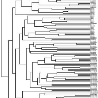 UPGMA Dendrogram Produced Using Jaccards Coefficient Based On Combined