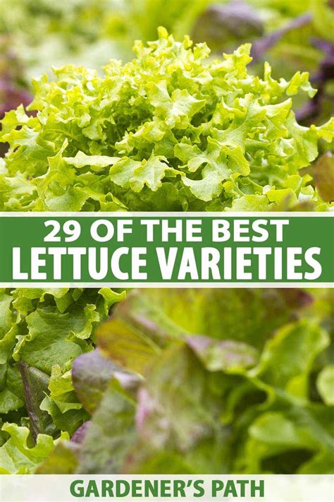 Lettuce Types For Salad