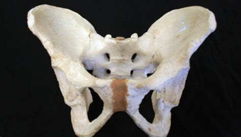 The Appendicular System Flashcards Quizlet