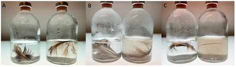 Fervidobacterium Pennivorans Subsp Keratinolyticus Subsp Nov A