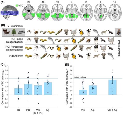 Assessing The Nature Of The Animacy Continuum In The Ventral Temporal Download Scientific