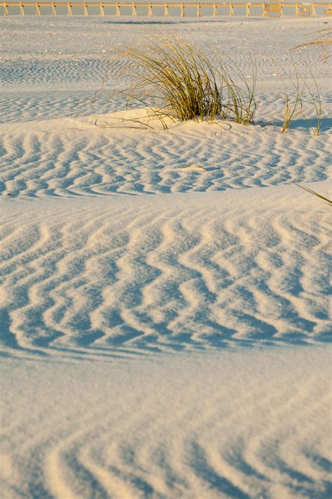 Dune Grass Shutterbug