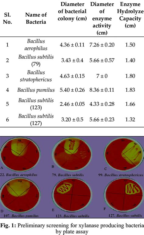 Enzymes Xylanase At Zara Khull Blog