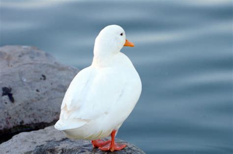 Buy Call Ducks Domestic Ducks For Sale Best Dove Super Market Hatchery Farm