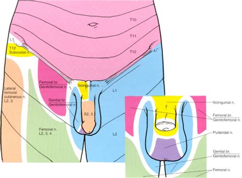 Genitofemoral Nerve Dermatome Neuropelveological Assessment Of Genitofemoral Nerve Dermatome Neuropelveological Assessment Of
