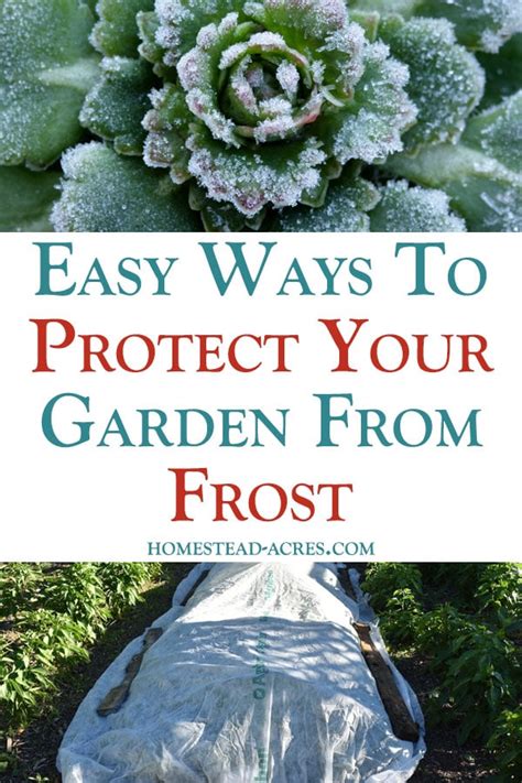 How To Protect Your Vegetable Garden From Frost Homestead Acres