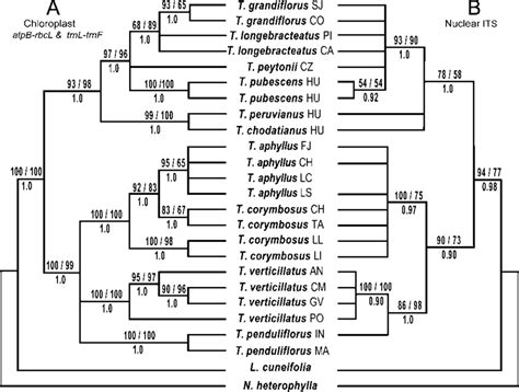 comparison of topologies obtained from maximum parsimony mp maximum download scientific