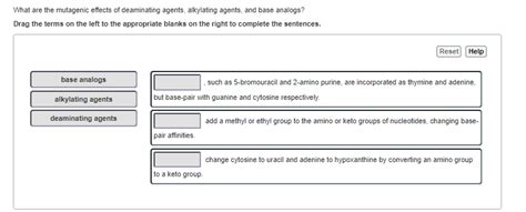 Solved What Are The Mutagenic Effects Of Deaminating Agents