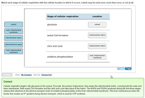 Print Chapter 9 Cellular Respiration And Fermentation Part A
