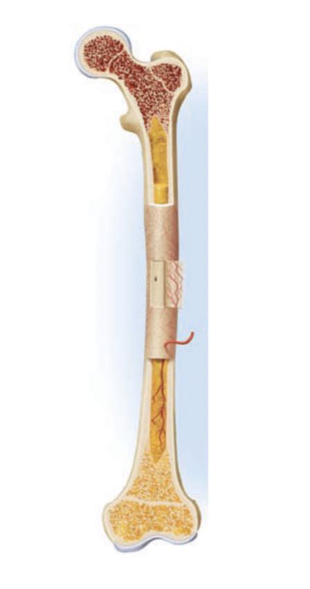 Tmcc Bio 223 Lab Anatomy Of A Long Bone Diagram Quizlet