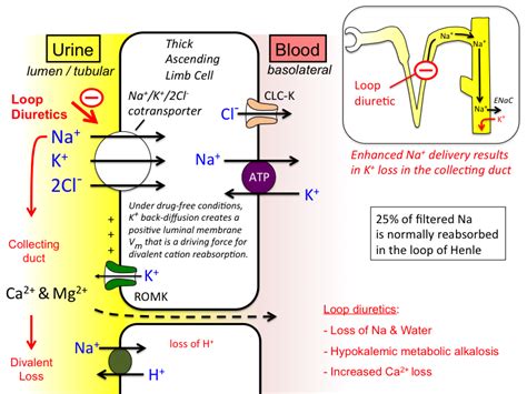 Loopdiuretics Tusom Pharmwiki