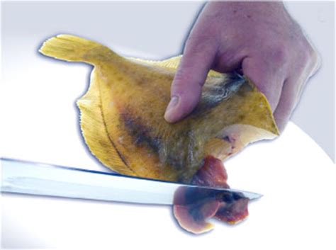 Etêter et vider un poisson plat