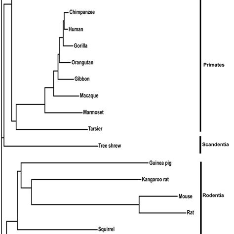 The Ml Tree Of Concatenated Nucleotides Data From 5 875 Genes With All