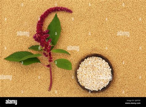 Amaranthus Plant With Puffed Amaranth Grain And Dried Seed Background