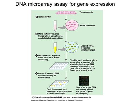 Viruses Ch 18 Structure Function Ppt Video Online Download
