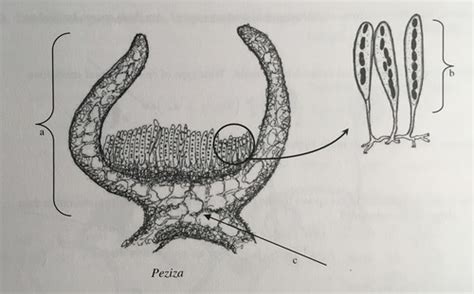 Ascocarp Labeled