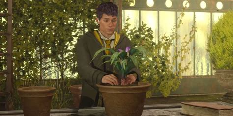 Hogwarts Legacy Walkthrough Living As A Student Until Professor Fig