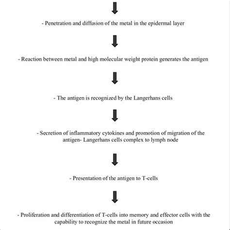 Flow Chart Showing The Sensitization Phase In Metal Induced Acd