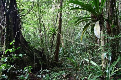 Boa Constrictor Habitat Brasilien Stöckl Die Nr1 Boa Constrictor