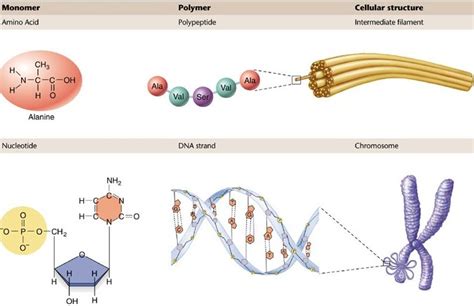 Sharon Lei How The Structure Of Macromolecules Affects Their Function