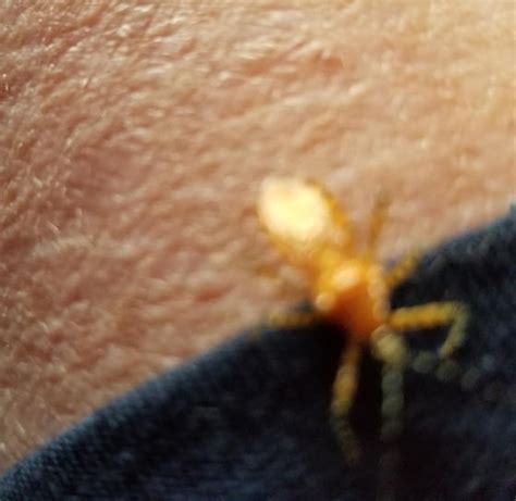 Tiny Orange Bug Bugguidenet