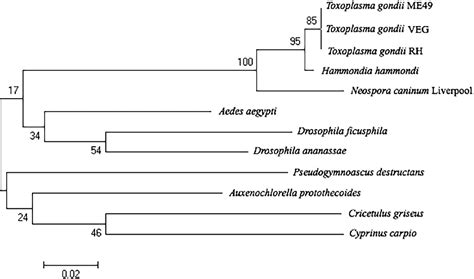 Figure 1 From Toxoplasma Gondii Rpl40 Is A Circulating Antigen With Immune Protection Effect