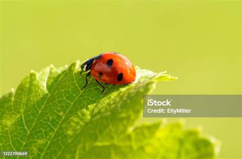 녹색 잎에 빨간 무당벌레 자연 환경에서 밀착 곤충 검은 반점이있는 붉은 딱정벌레 코치넬리대 0명에 대한 스톡 사진 및 기타 이미지 Istock