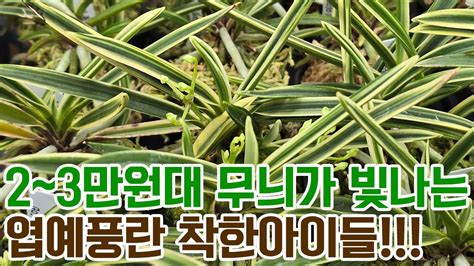 2~3만원대 무늬가 빛나는 엽예풍란 착한아이들 어성복륜 호동복륜 서출도 설중송 홍선 신기루 15만원대 동출도 홍형 등 풍란부귀란 꽃밭에서 난원 난초 석곡 춘란