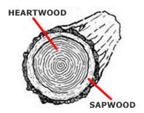 Timber Durability Davids Timber