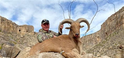 Where Are Barbary Sheep In New Mexico At Alfredo Grove Blog
