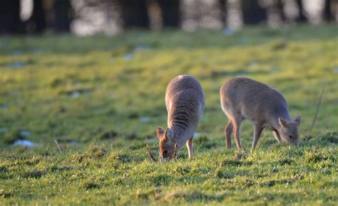 Water Deer Sexing Wildlife Online