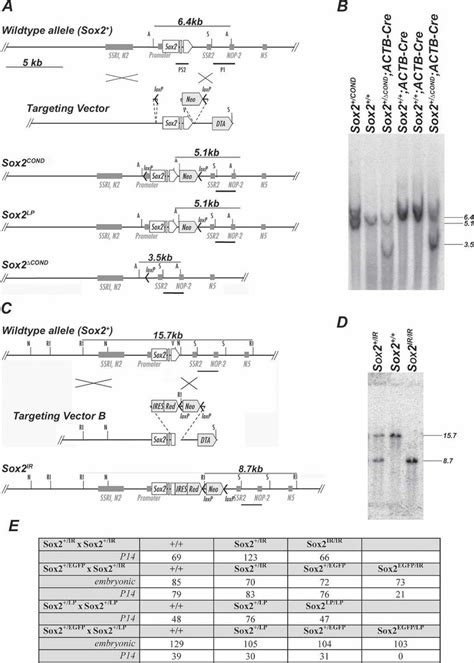 Generation Of Allelic Series Of Mouse Sox2 Locus A Targeting Vector Download Scientific
