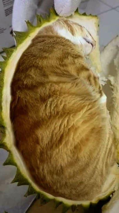 කවුද කියන්නේ දුරියන් ගඳයි කියලා 🤔🤔 මල විකාර Youtube