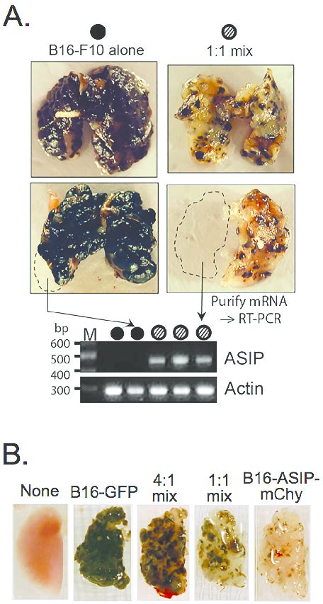 Asip Expression Inhibits Melanin Synthesis In Vivo A Representative