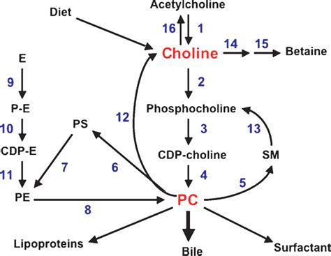 Thematic Review Series Glycerolipids Phosphatidylcholine And Choline