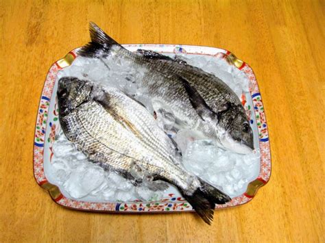 チヌのフカセ釣り釣りを成功させるポイントテクニックを解説 釣りラボマガジン