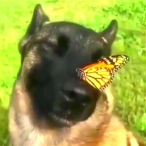 Собака с бабочкой на носу