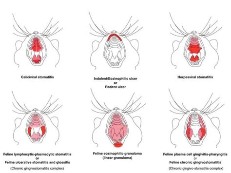Veterinarypathology Felinestomatitis Palagan Senopati Sewoyo