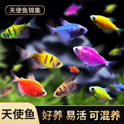 红眼天使鱼 红眼十字天使鱼 伤感说说吧