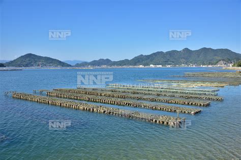広島県 江田島市 カキ養殖 写真素材ストックフォト NNP PHOTO LIBRARY