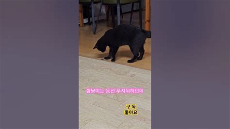 오빠고양이는 무서워하는데 동생은 좋아하는것 Youtube