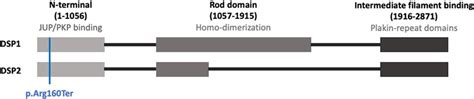 Structure Of The Dsp Gene And The Arg160ter Mutation Download Scientific Diagram