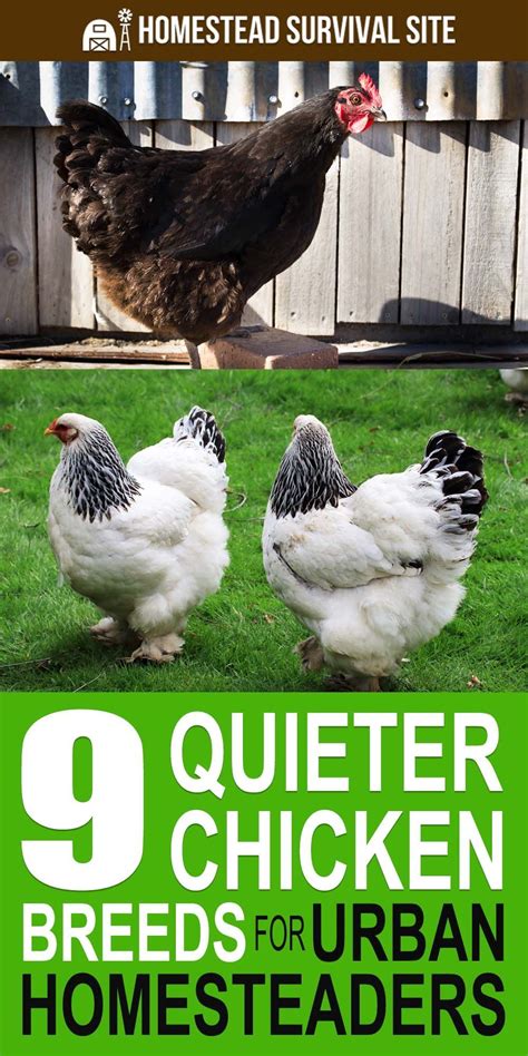 Best Chickens For Urban Backyard At Frank Pearl Blog