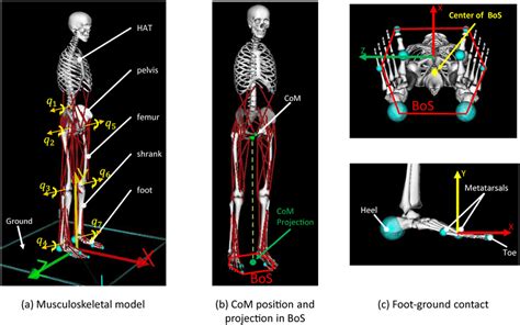Musculoskeletal Model A Musculoskeletal Model Hat Head Arms And Download Scientific