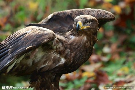 老鹰摄影图 鸟类 生物世界 摄影图库 昵图网