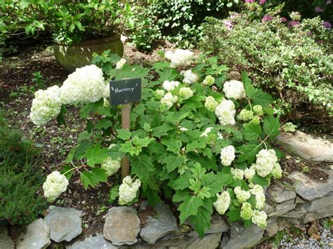 Harmony Hydrangea Quercifolia Hortensias Du Haut Bois
