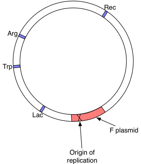 Origin Of Replication Plasmid