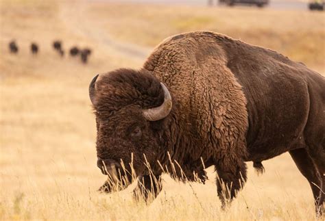 Experience The Legendary Bison Roundup At South Dakotas Custer State Park
