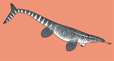 Paleo Profiles Tylosaurus Tylosaurus Whose Name Means “knobbed Lizard