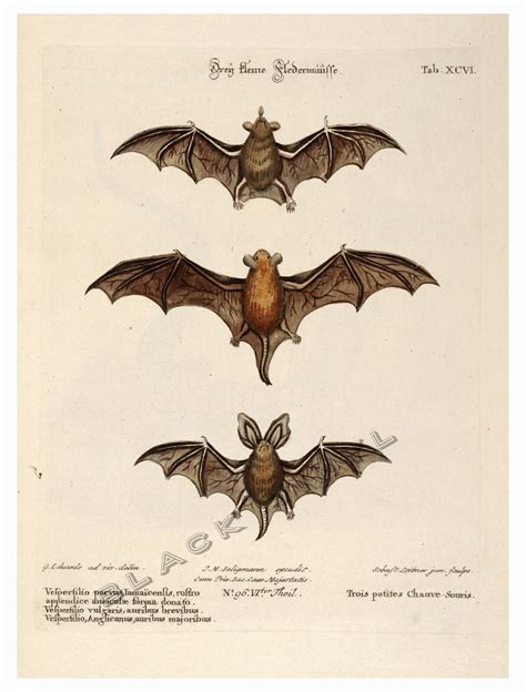 Bat Anatomy